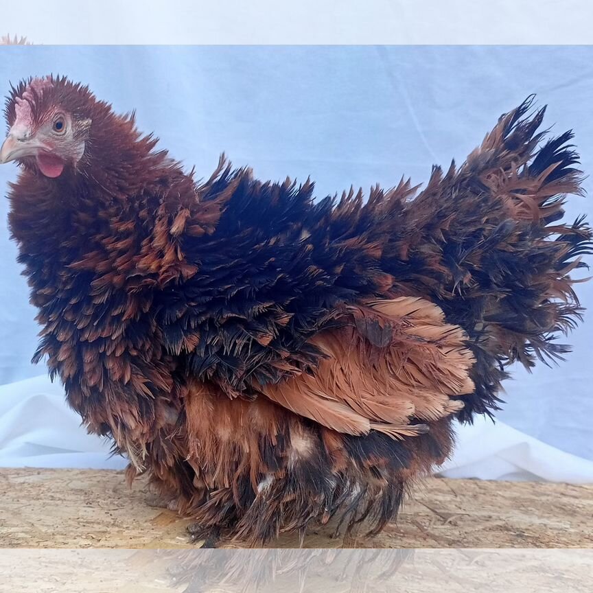 Инкубационное яйцо курчавых кур