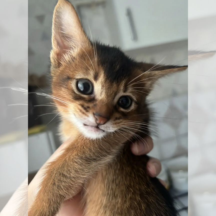 Абиссинский котёнок