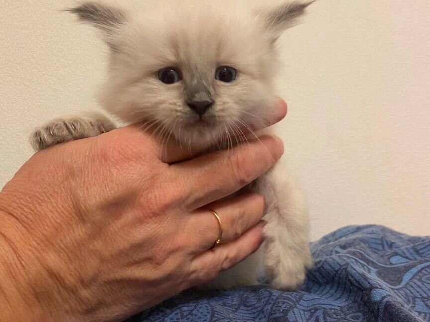 Котята белые
