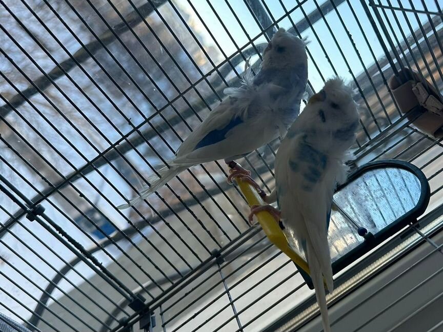 Попугаев Хагоромо пара