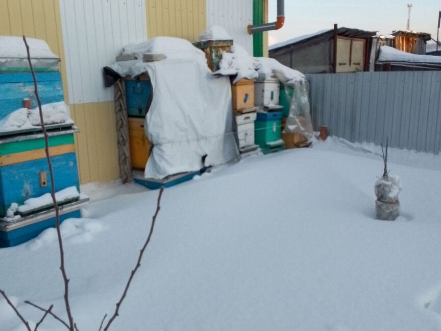 Улики для пчел