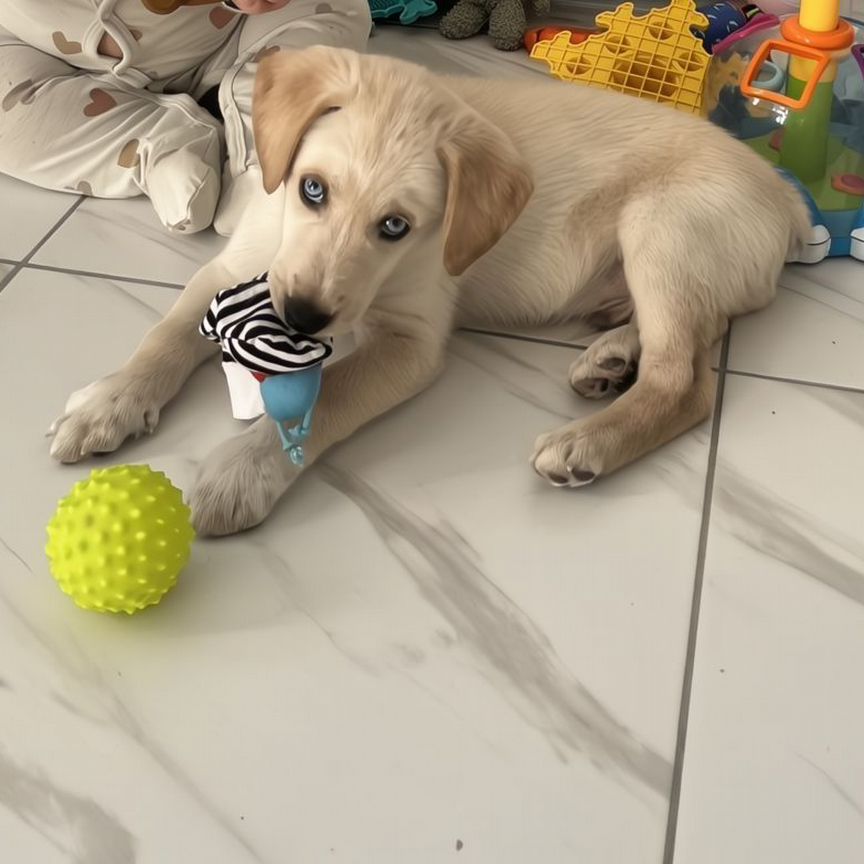 Лабрадор-ретривер, щенок