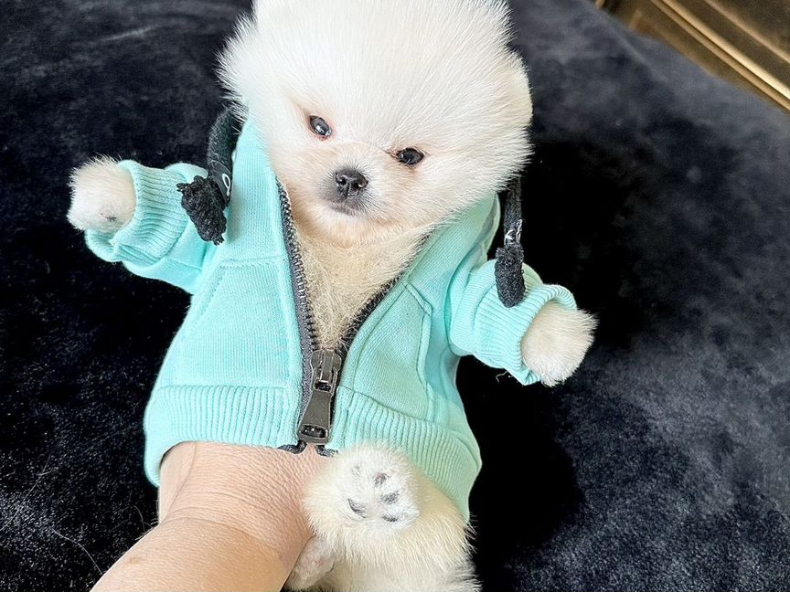 Белый курносый маленький мальчик шпиц