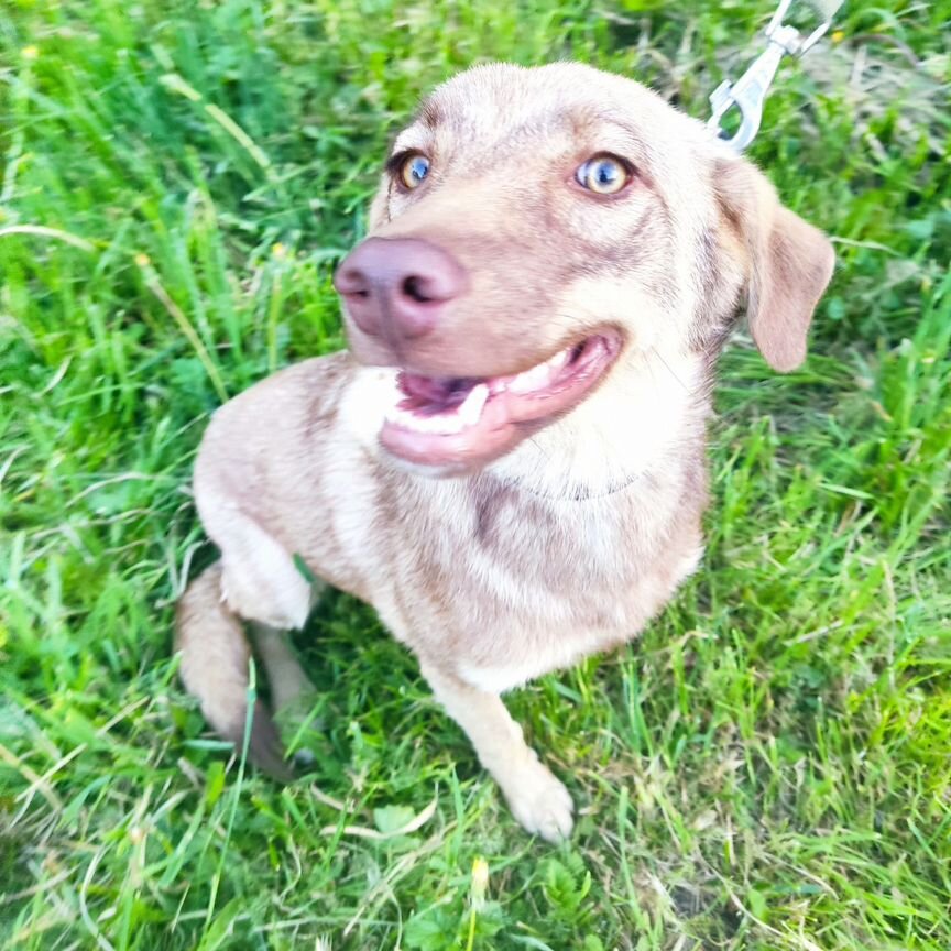 Добрая девочка 8 -9 мес, спасла из ада