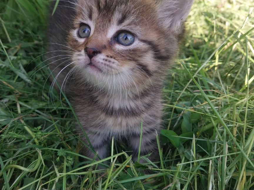 Котятки в добрые руки