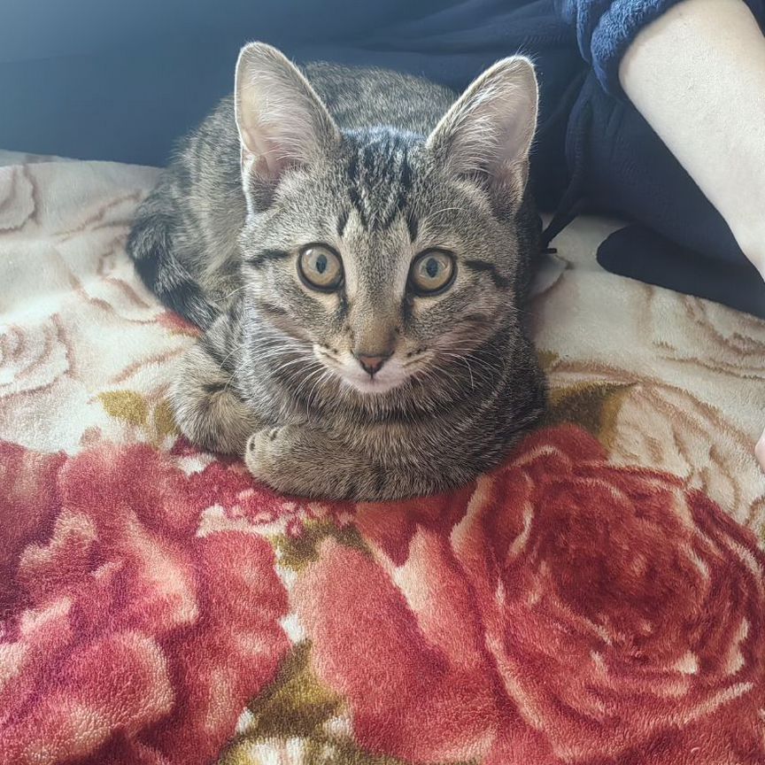 Котик бесплатно