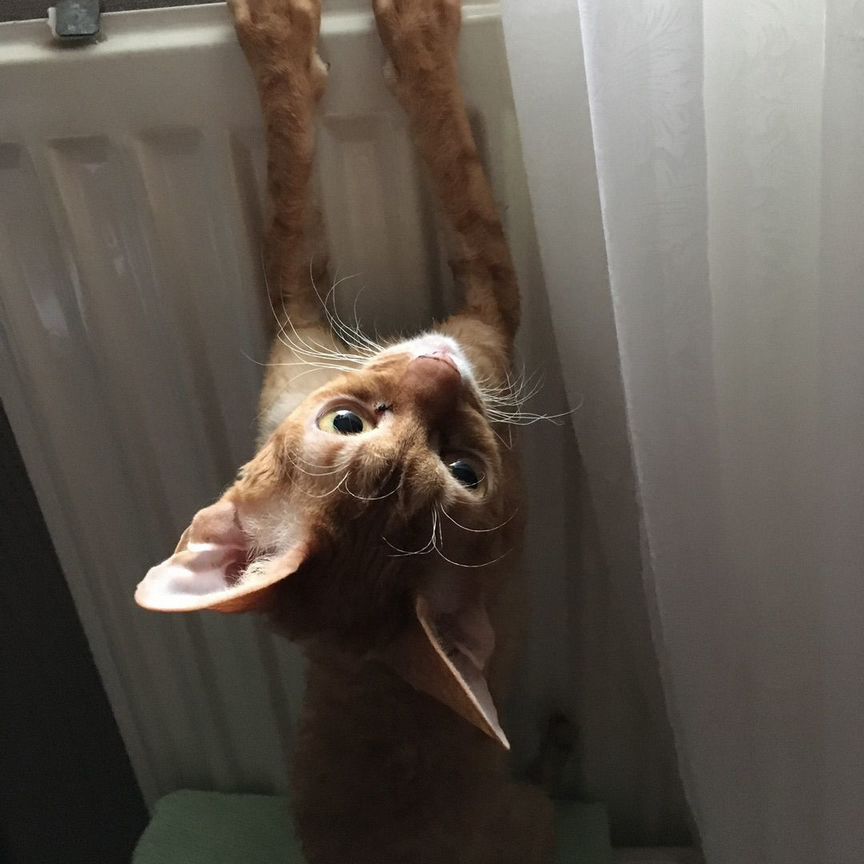 Кошка породы корниш рекс