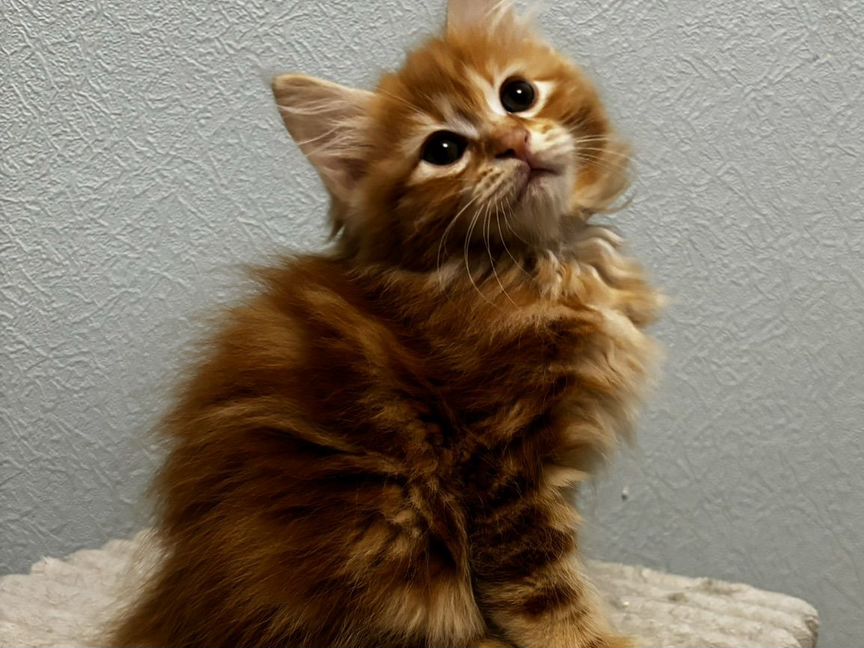 Котик Курильский бобтейл