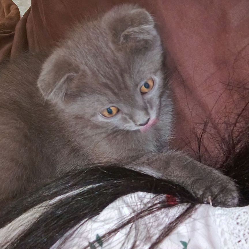 Шотландский вислоухий короткошёрстный котёнок