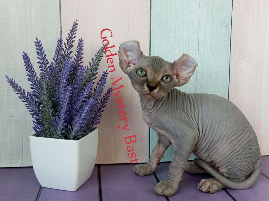 Сфинкс Эльф