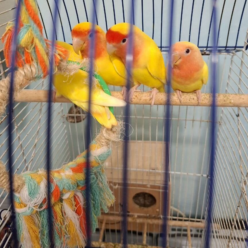 Попугай неразлучники