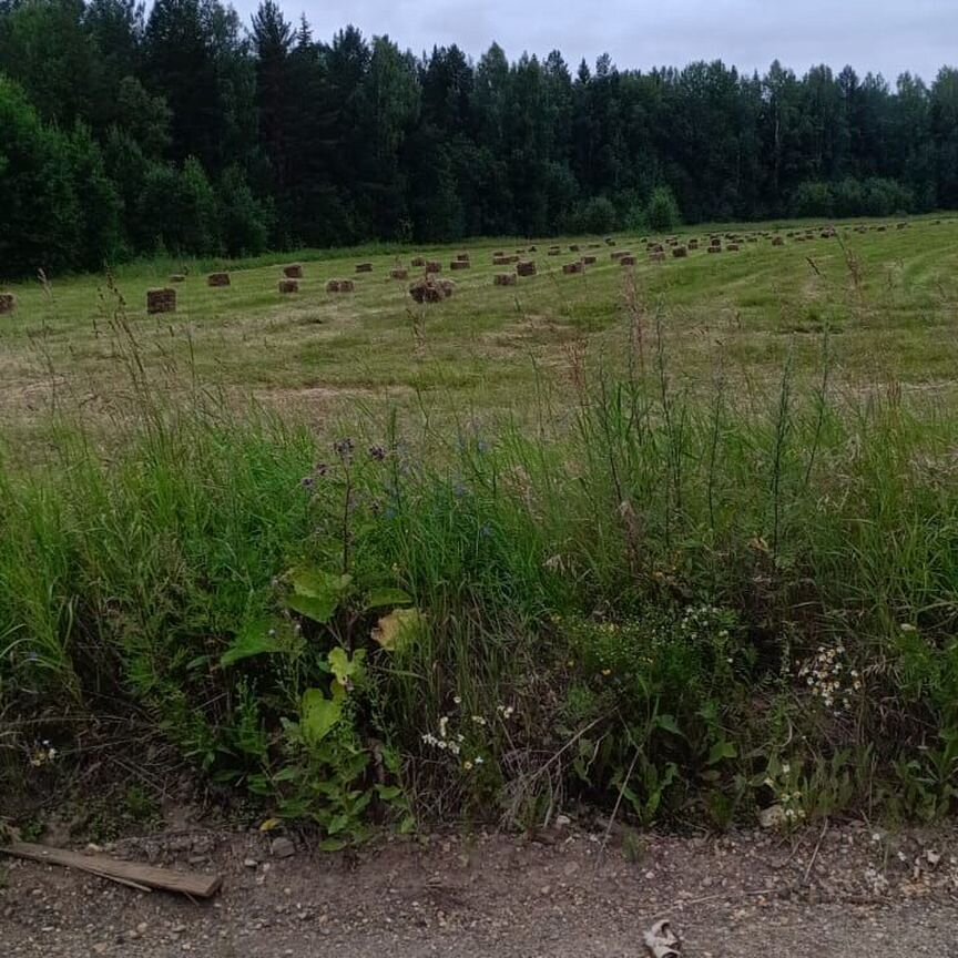 Продам сено