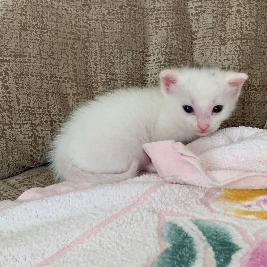 Котёнок в добрые руки