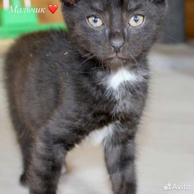 Котята пережили предательство и голод