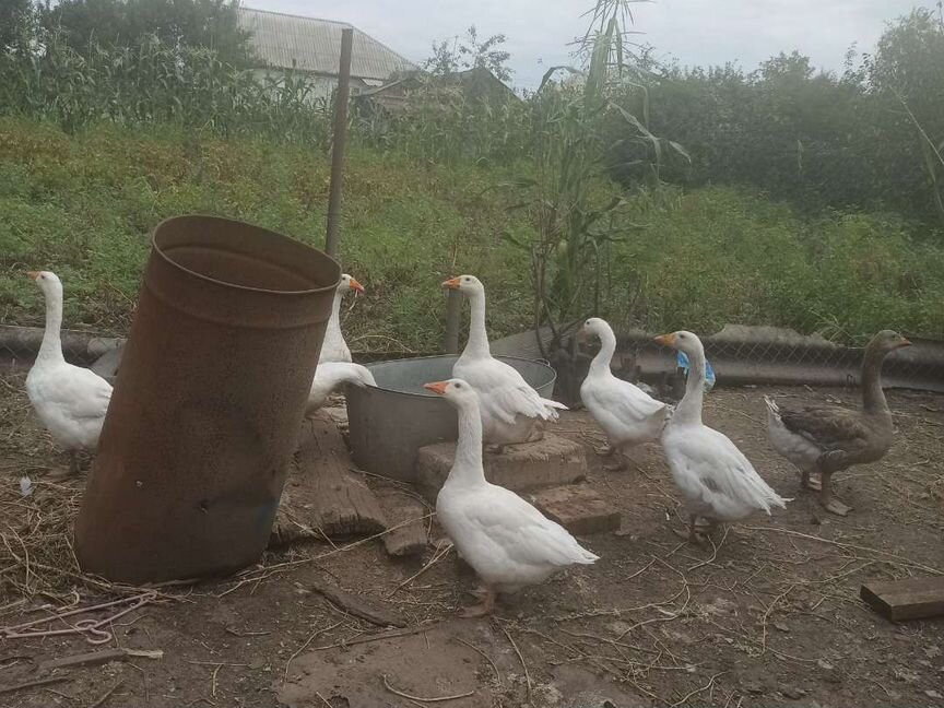 Гуси, Индоутки