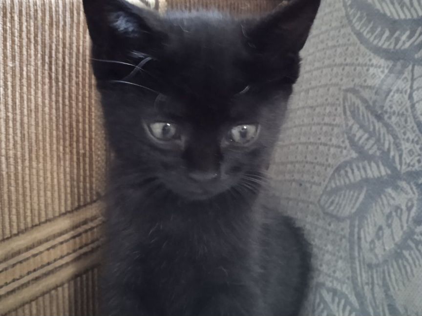 Черная красавица