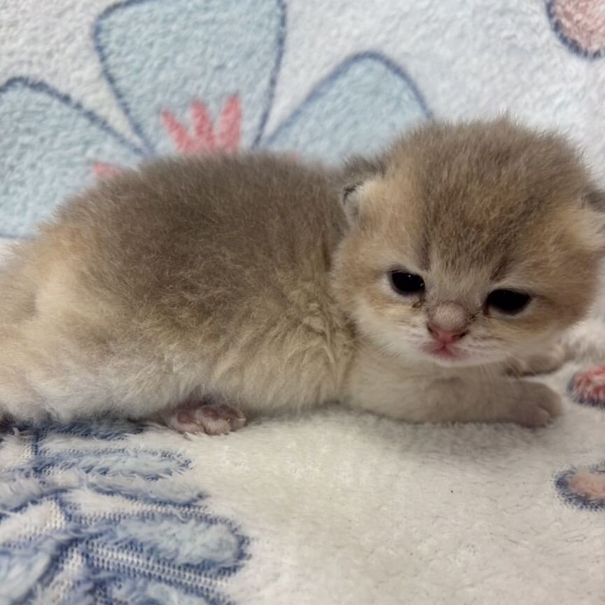 Британские котята бронь