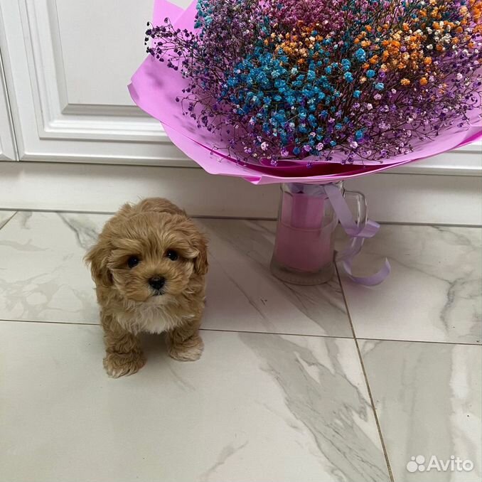 Мальтипу ф1 premium Baby face&Big eyes