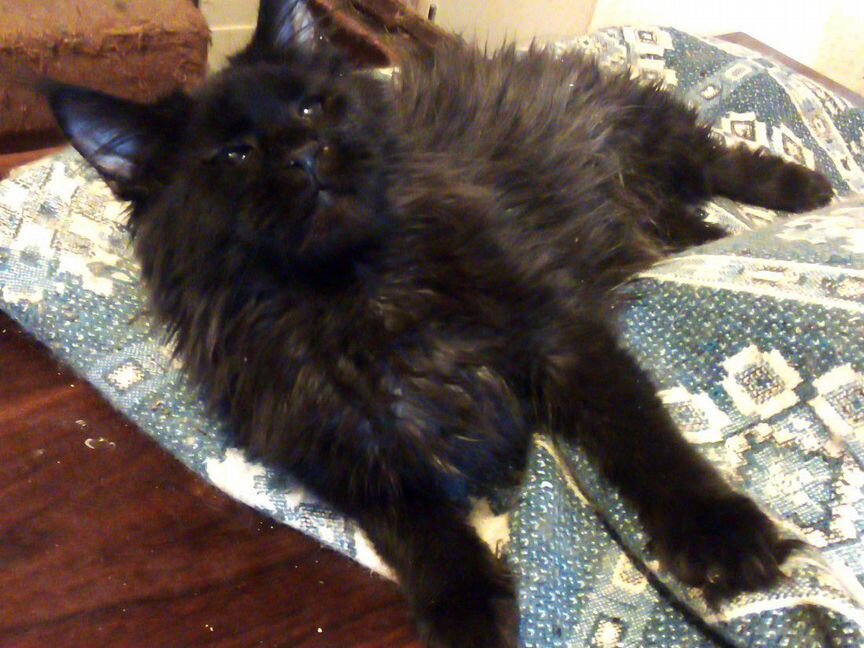 Мейн-кун девочка