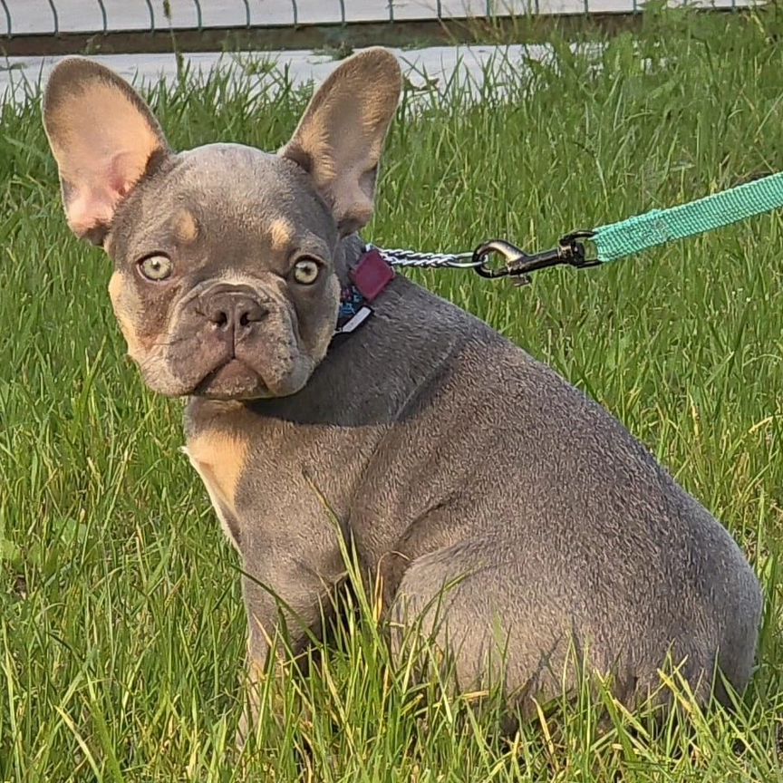 Французский бульдог щенки девочка