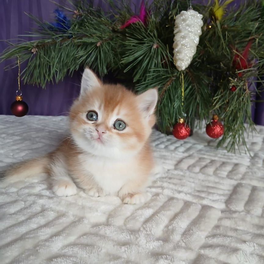 Скоттиш килт