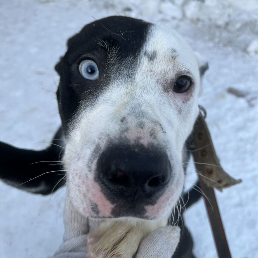 Помесь стаффорда и хаски