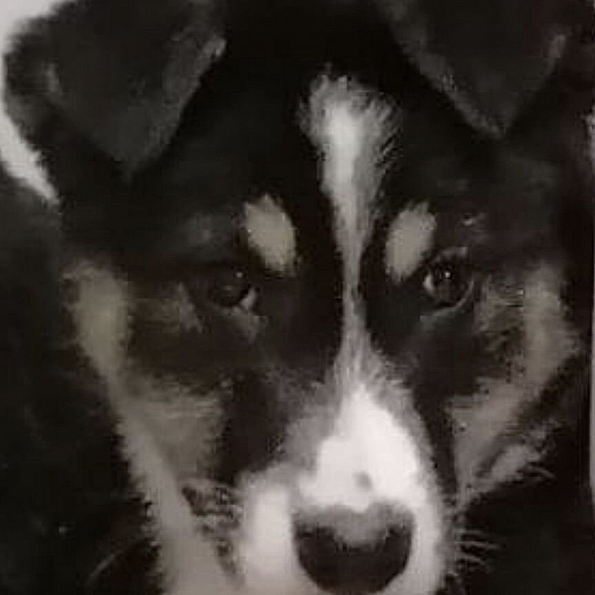 Щенок бесплатно