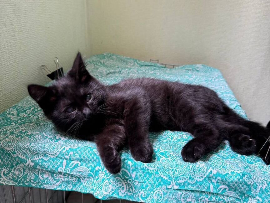 Котята в добрые руки приучены к лотку
