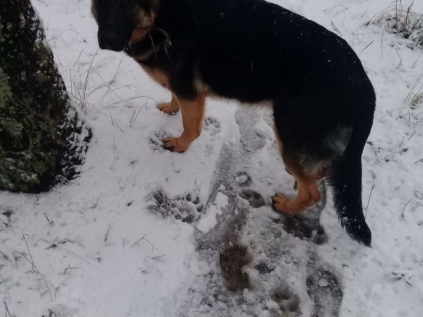 Собачья радость