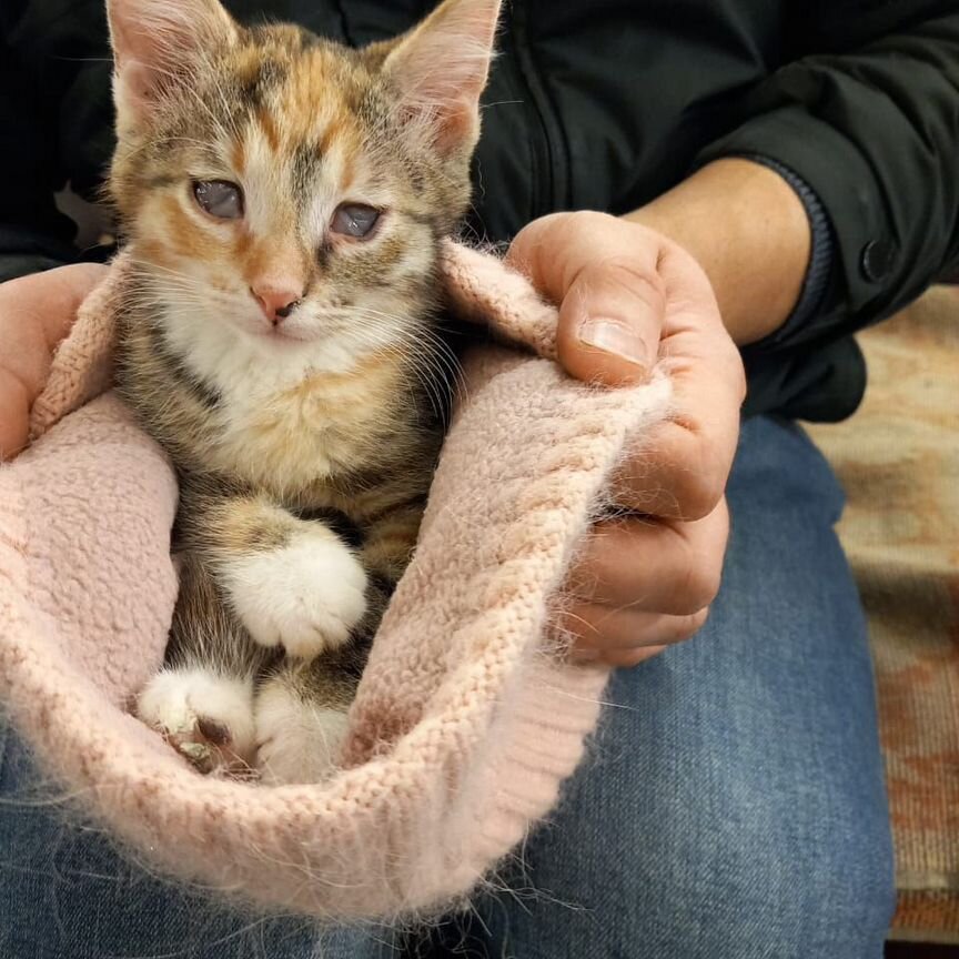 Котята в добрые руки