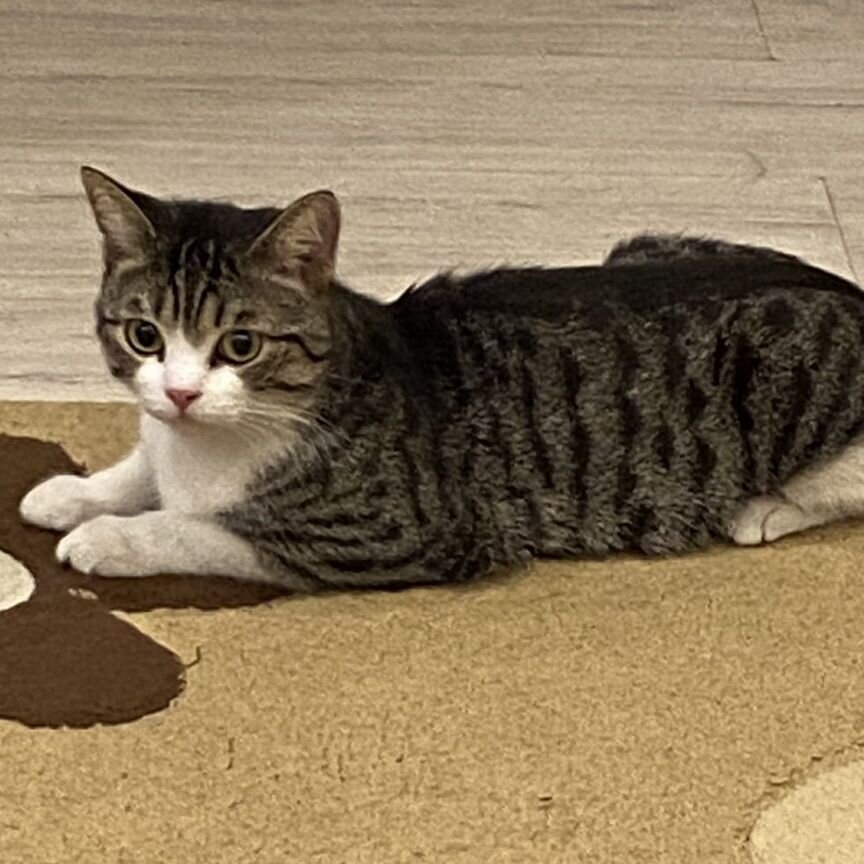 Домашние животные котята