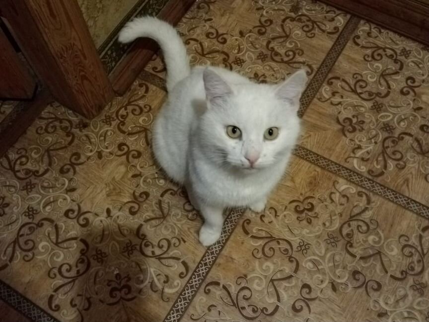 Кот