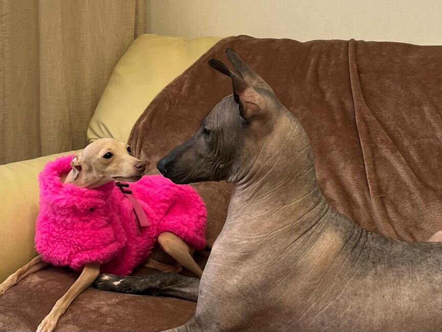 Barbie Одежда для левретки