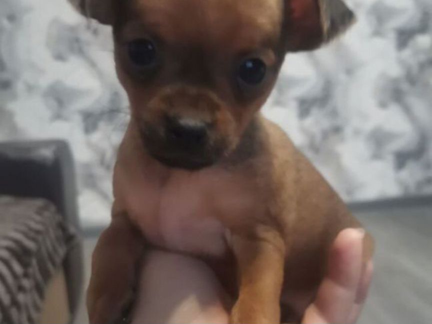 Мини той-терьер щенки