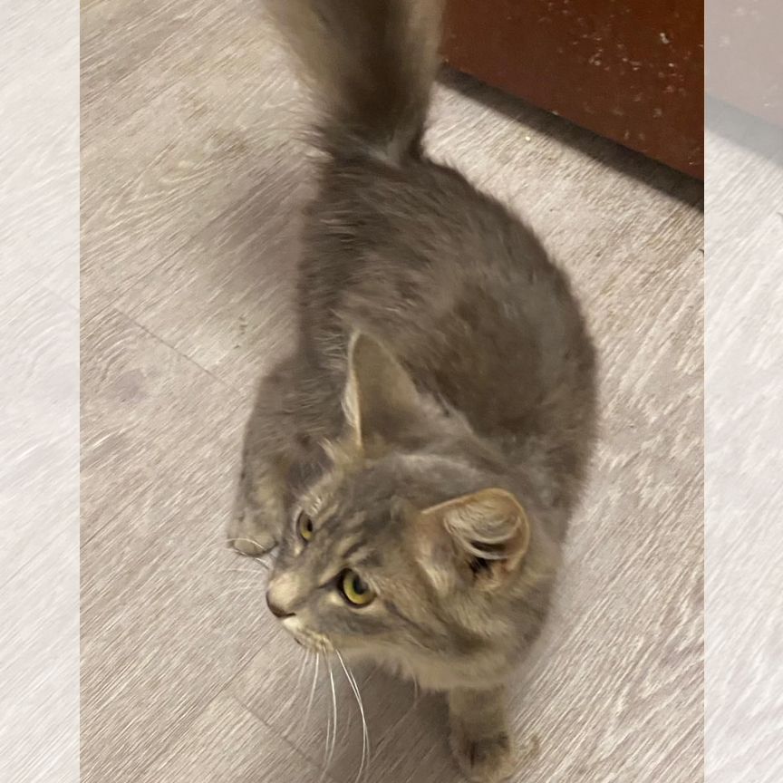 Кошка в дар