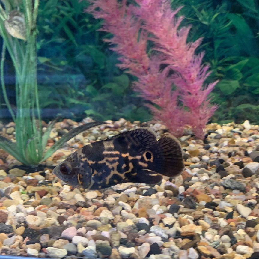 Астронотус