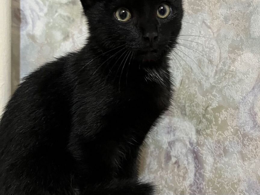 Черный домашний котенок