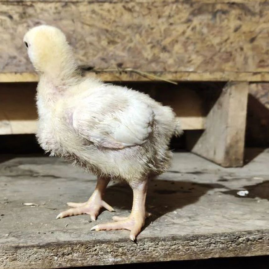 Цыплята бройлерные родились 13 апреля