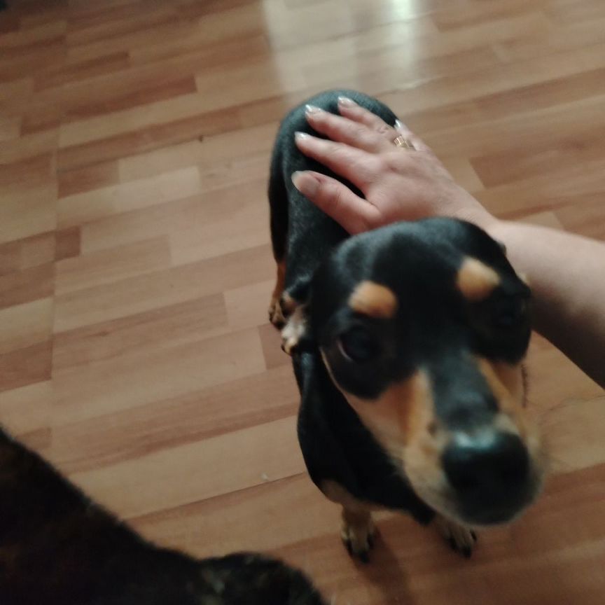 Той-терьер 1год 6 месяцев