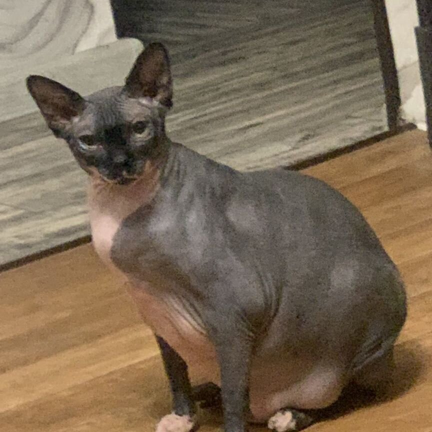 Канадский сфинкс. Кот 2 года