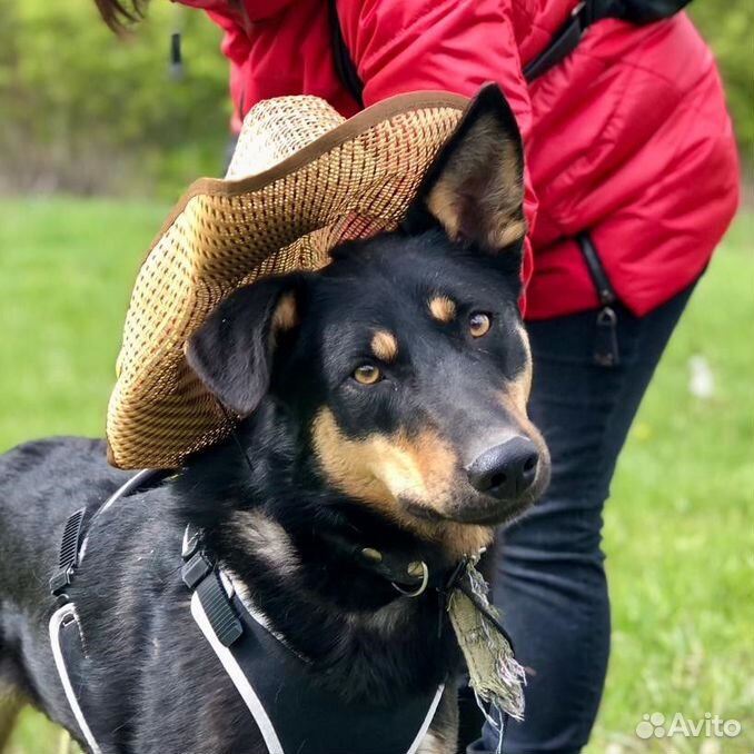Харизматичный Ричард ждет свою семью в приюте