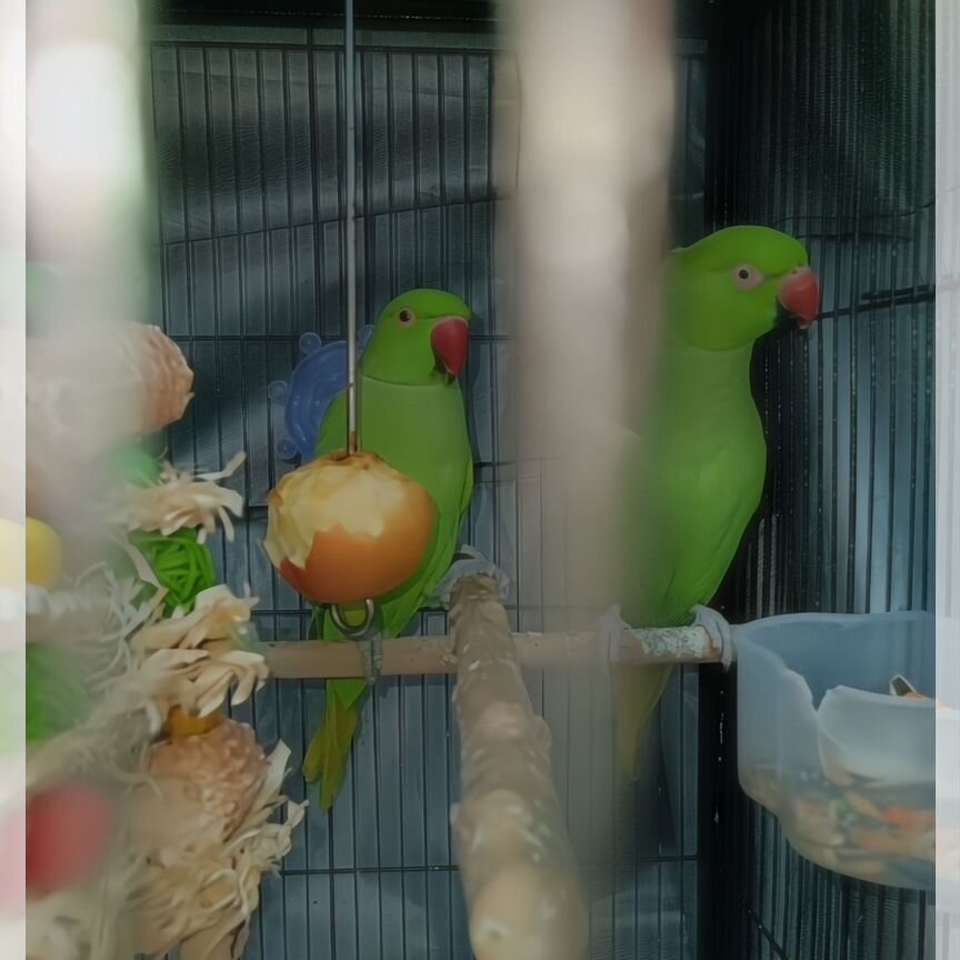 Попугай ожереловый, пара