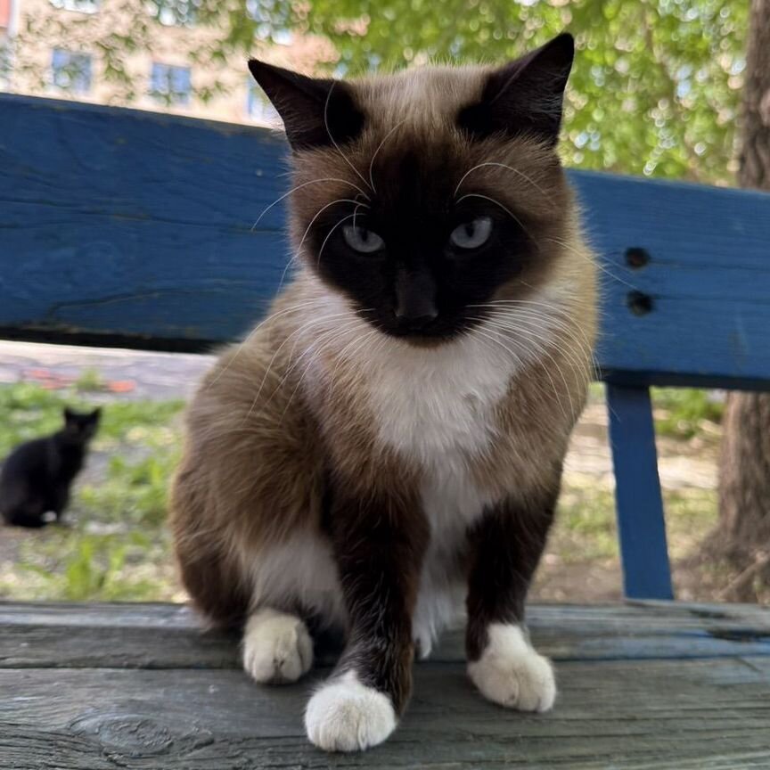 Взрослая, кошка в добрые руки