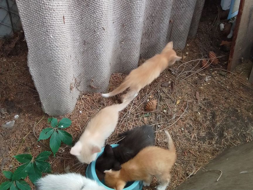 Пушистые комочки счастья в добрые руки