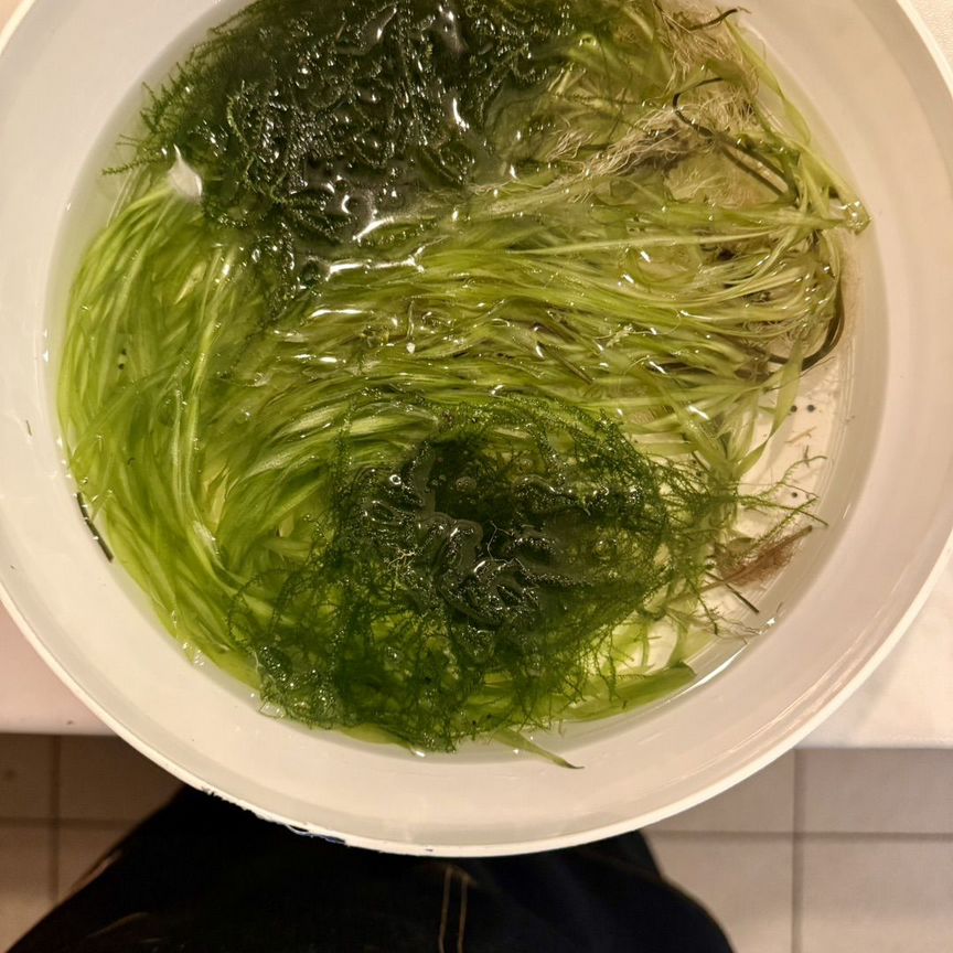 Аквариумное растение