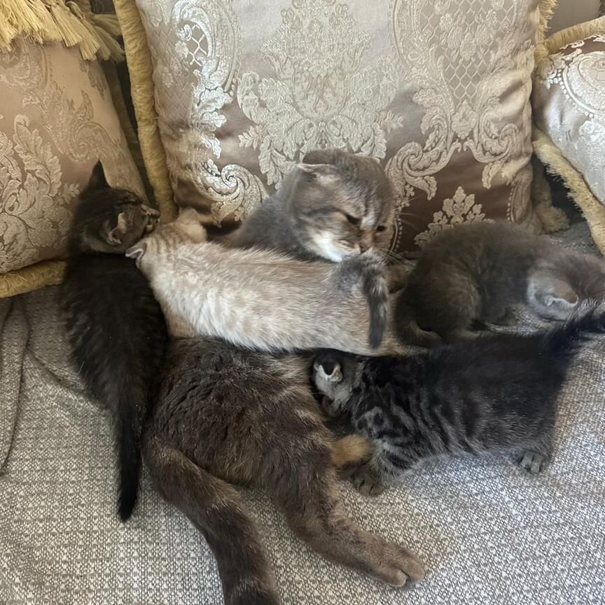 Британские котята