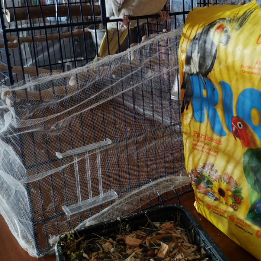 Попугай корелла с клеткой