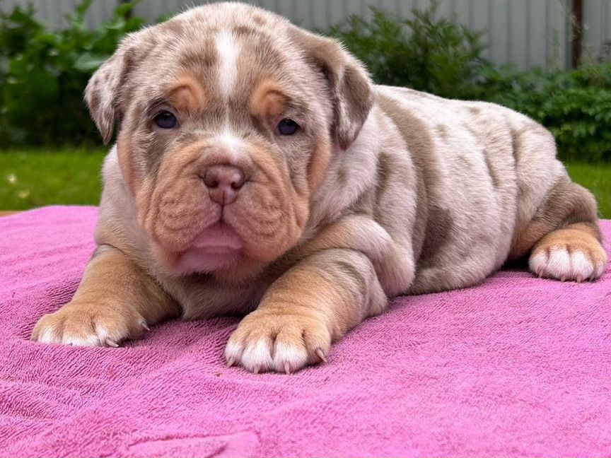 Американский булли мальчик