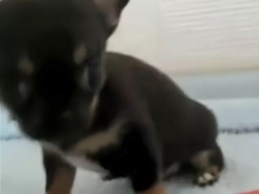 В добрые руки чишки