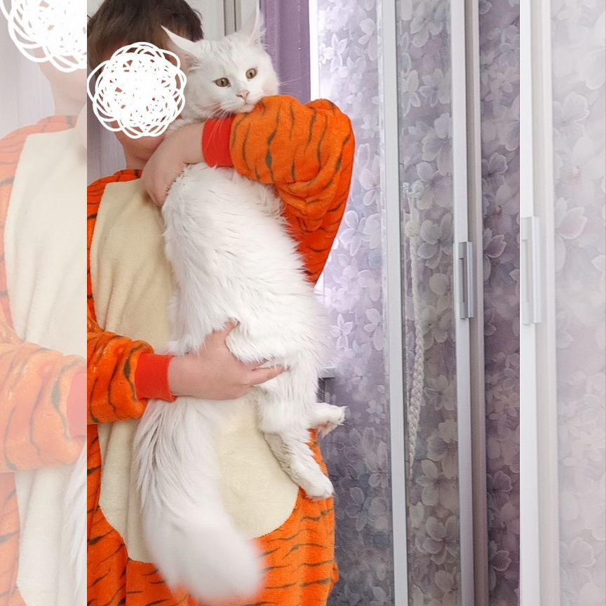 Кошечка Мейн-кун